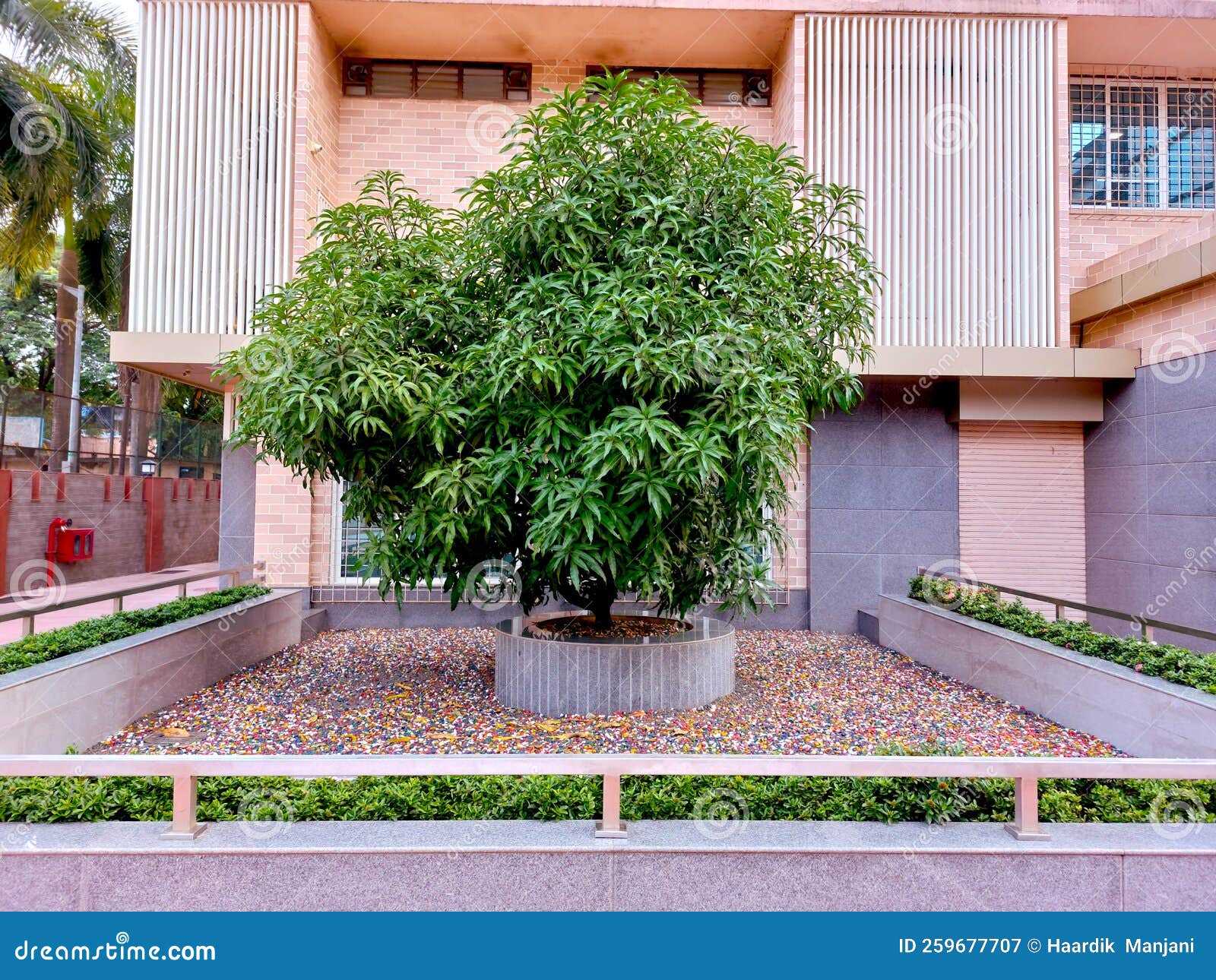 Tree in-between Colorful Multi-colored Pebbles Stock Image - Image of ...