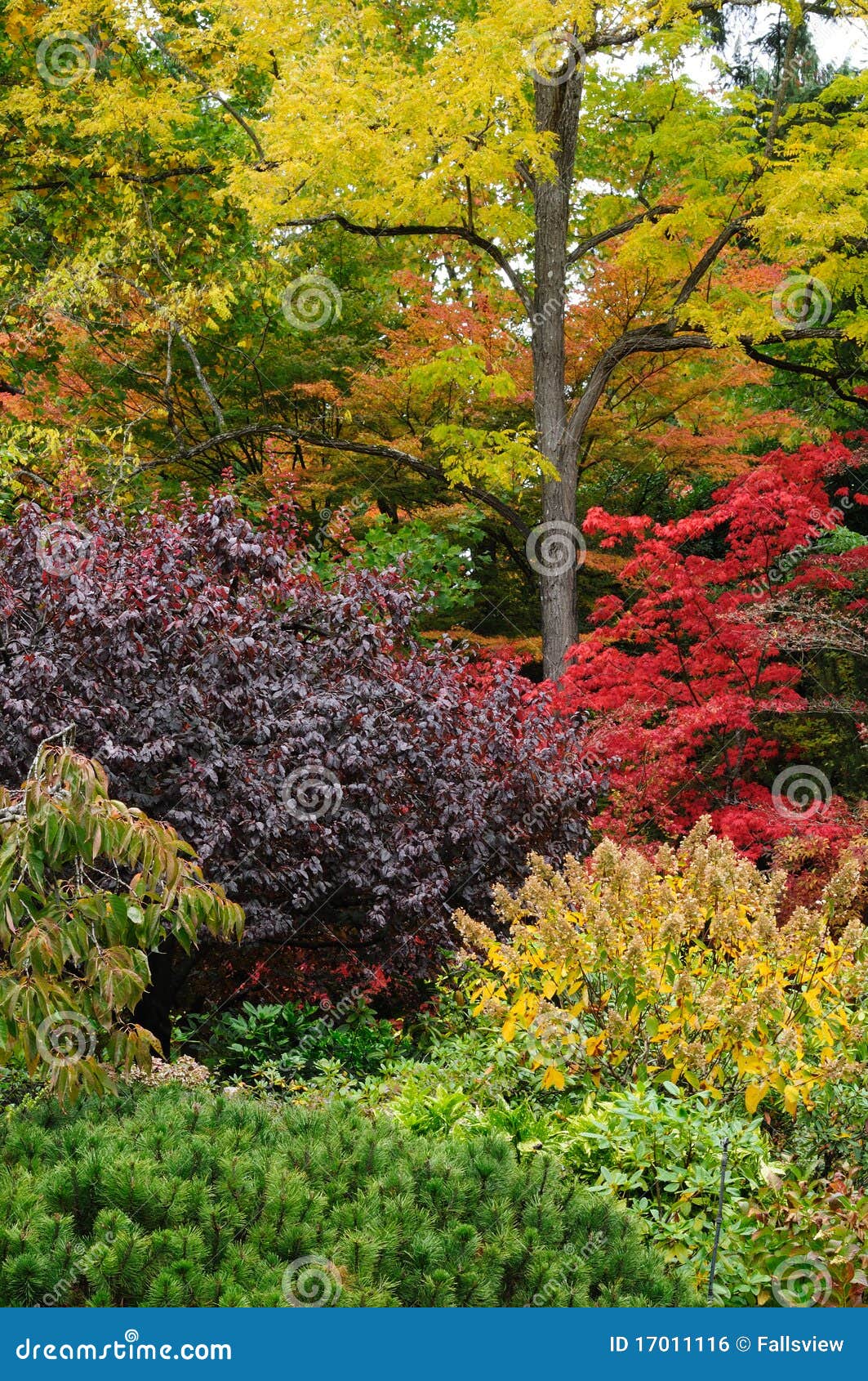 Tree colors stock photo. Image of outdoor, landscapes - 17011116
