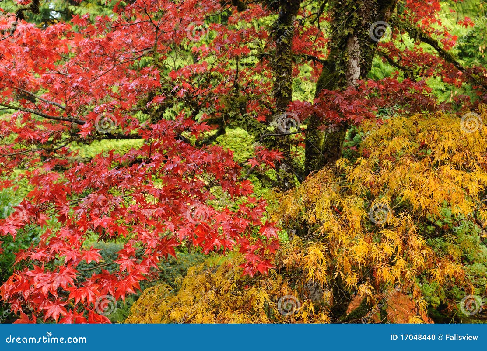 Tree colors stock photo. Image of gardens, pattern, victoria - 17048440