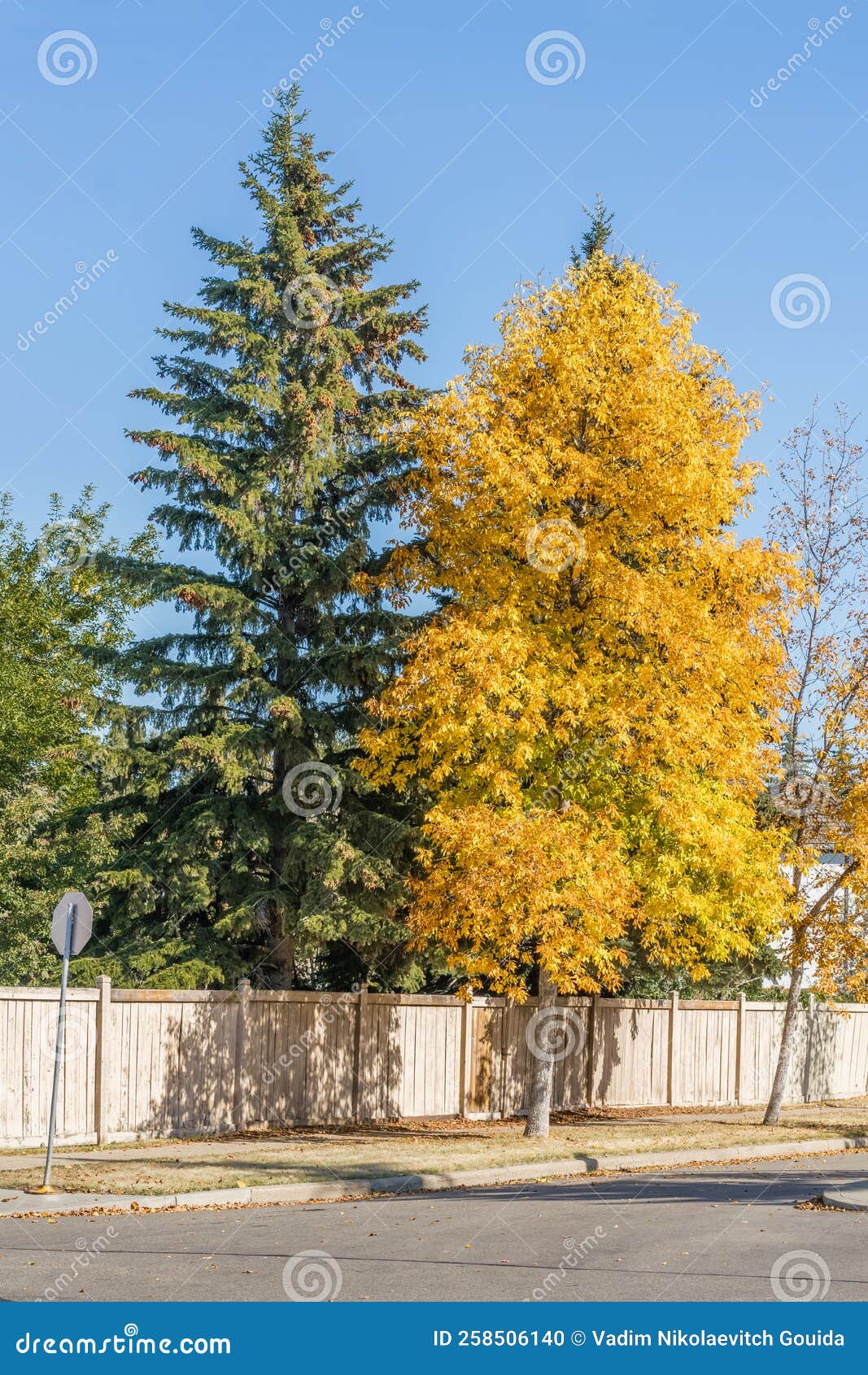 Tree Colors and Blue Sky in Fall Season Stock Photo - Image of blue ...