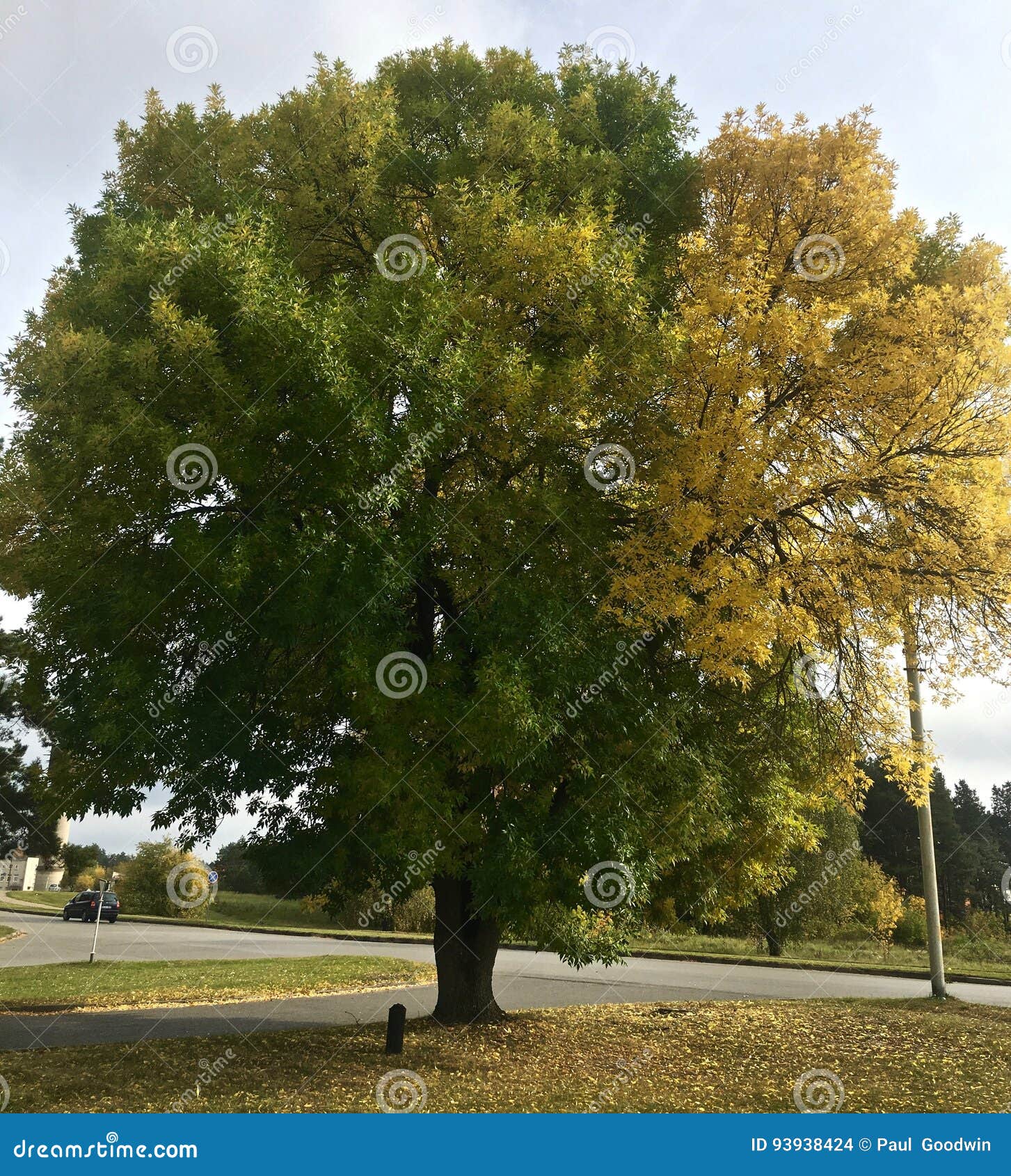 Tree Colours stock photo. Image of growing, happy, tree - 93938424