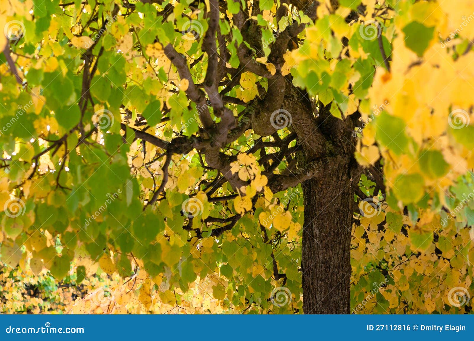 Tree Coma with Green and Yellow Leaves Stock Photo - Image of branches ...
