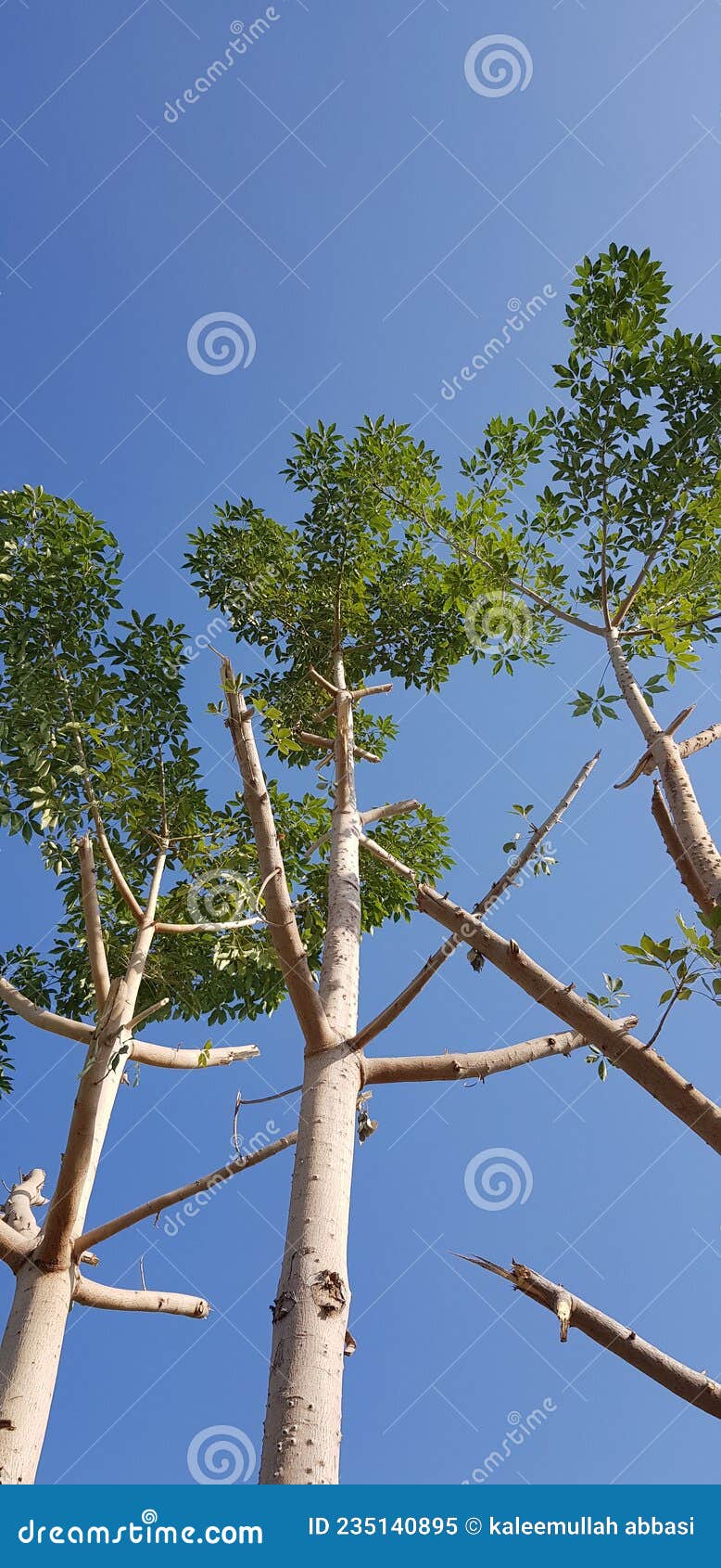 This Tree Comes from an English Breeder Called Sindel Stock Image ...