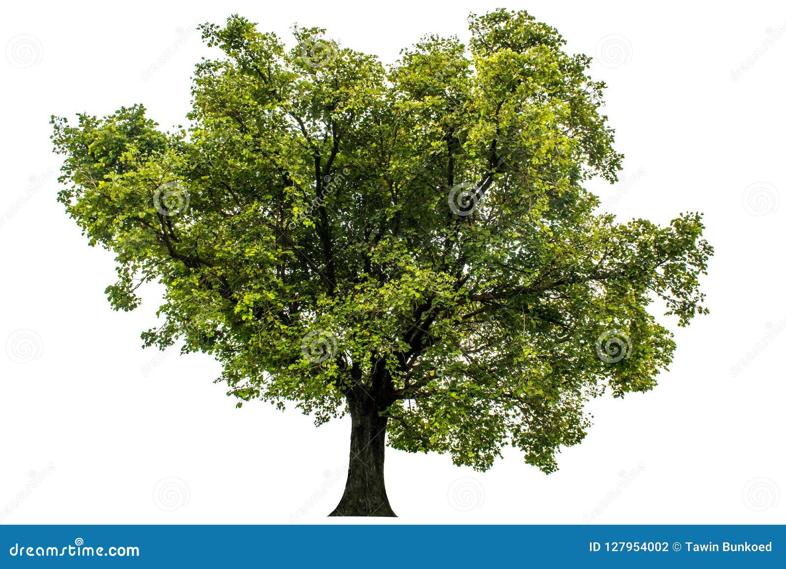 The Tree is Completely Separated from the White Stock Photo - Image of ...