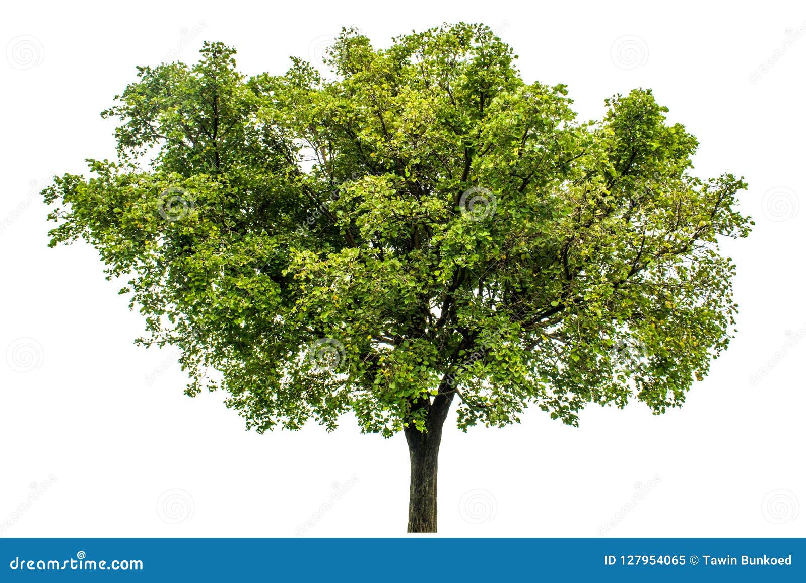 The Tree is Completely Separated from the White Stock Image - Image of ...