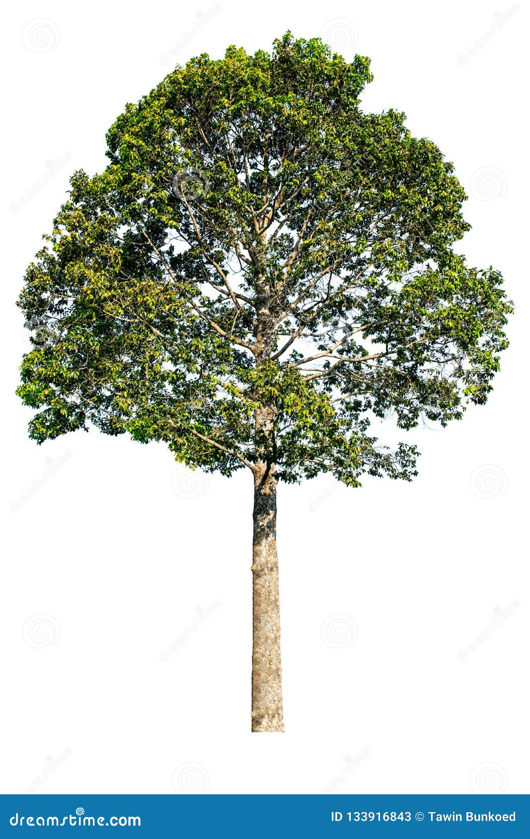 The Tree is Completely Separated from the White Ba Background ...