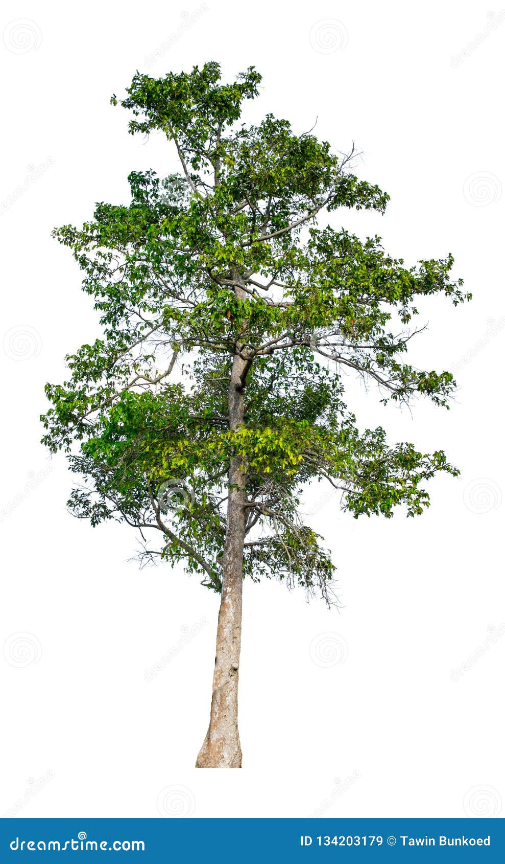 The Tree is Completely Separated from the White Ba Background ...