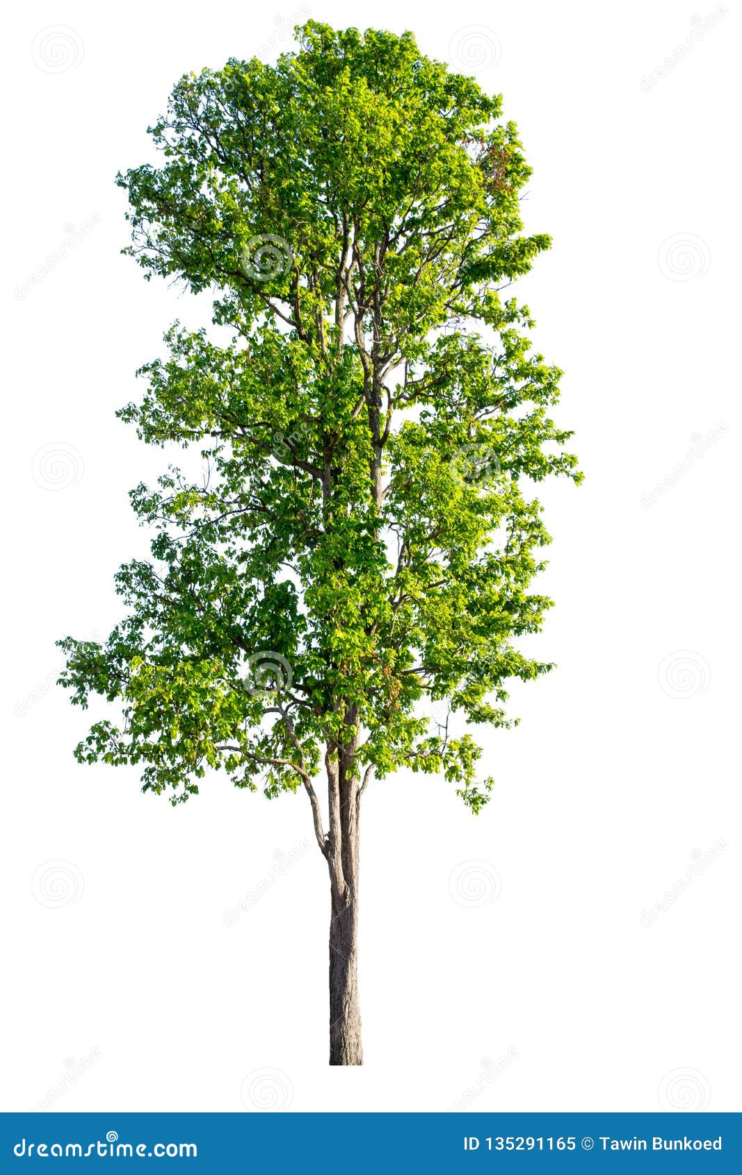 The Tree is Completely Separated from the White Ba Background ...