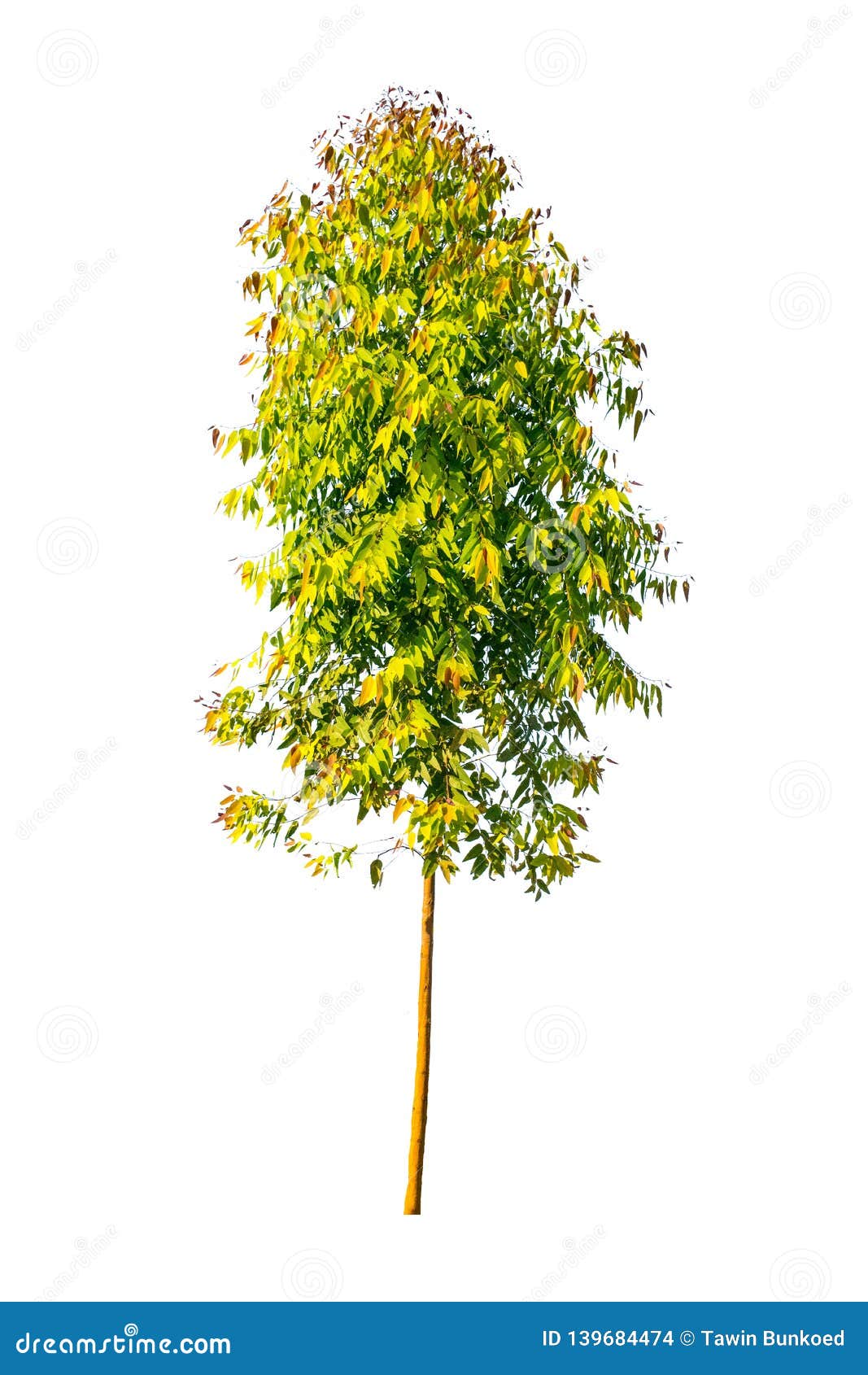 The Tree is Completely Separated from the White Ba Background ...