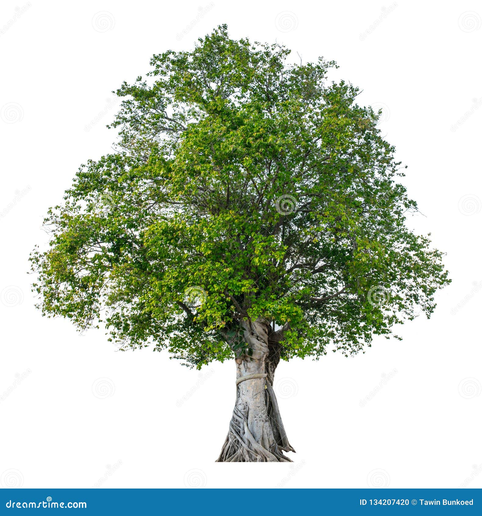 The Tree is Completely Separated from the White Ba Background ...