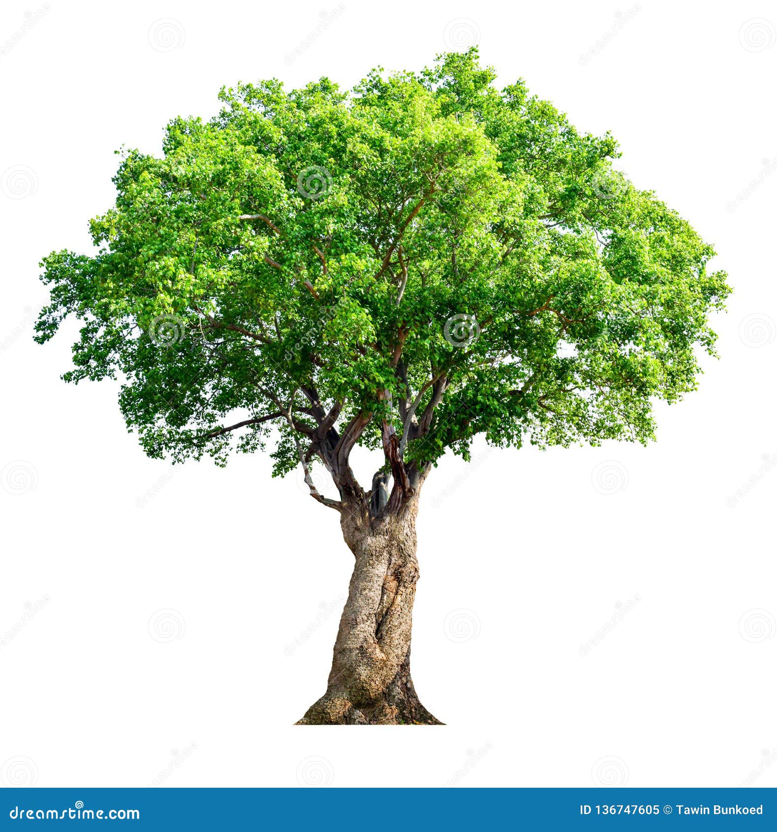 The Tree is Completely Separated from the White Ba Background ...