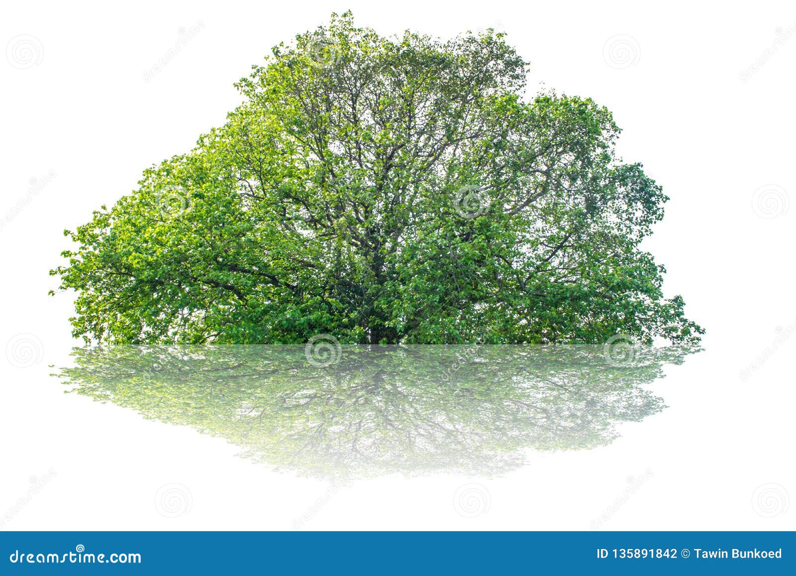 The Tree is Completely Separated from the White Ba Background ...