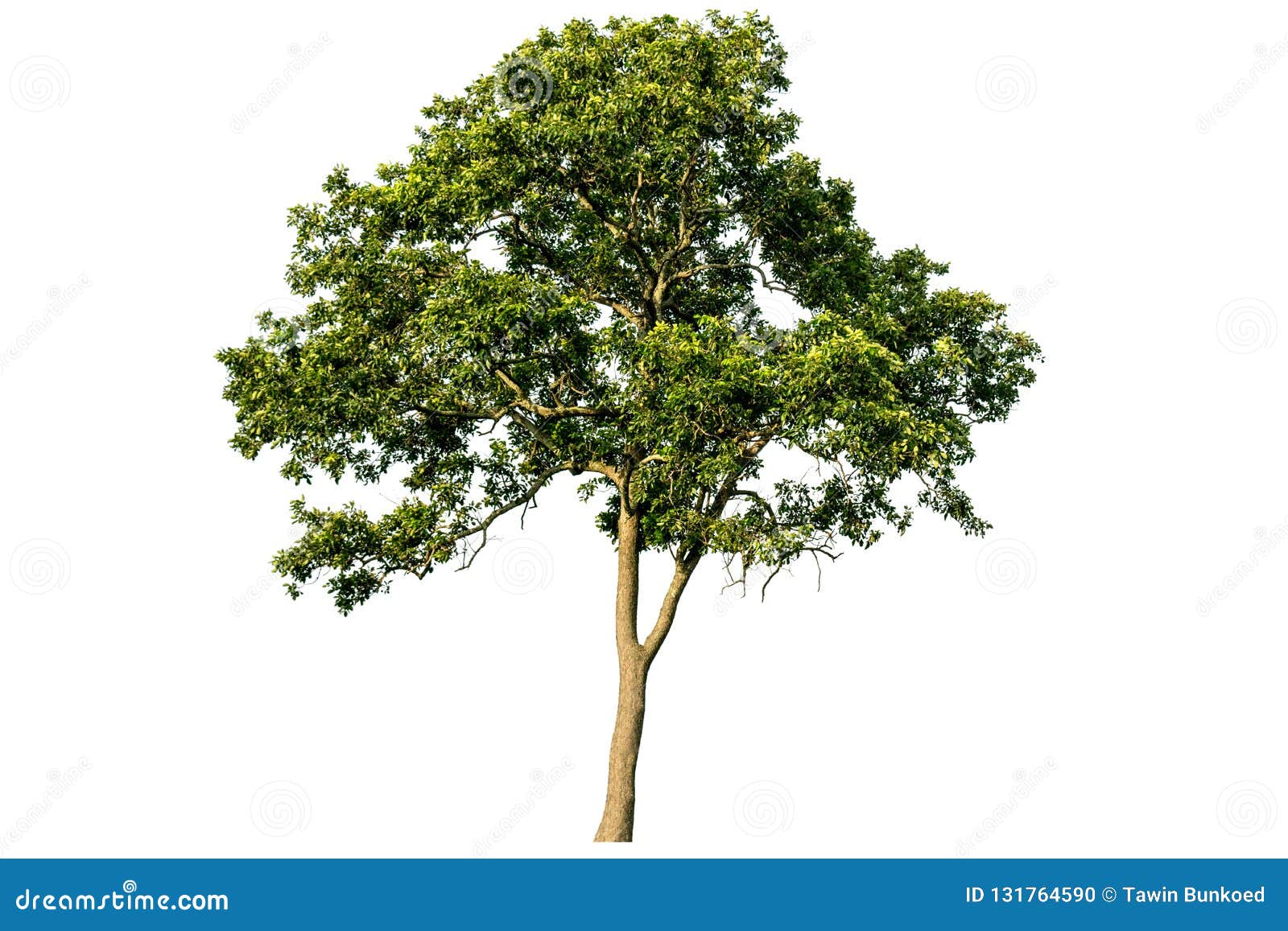 The Tree is Completely Separated from the White Ba Background ...