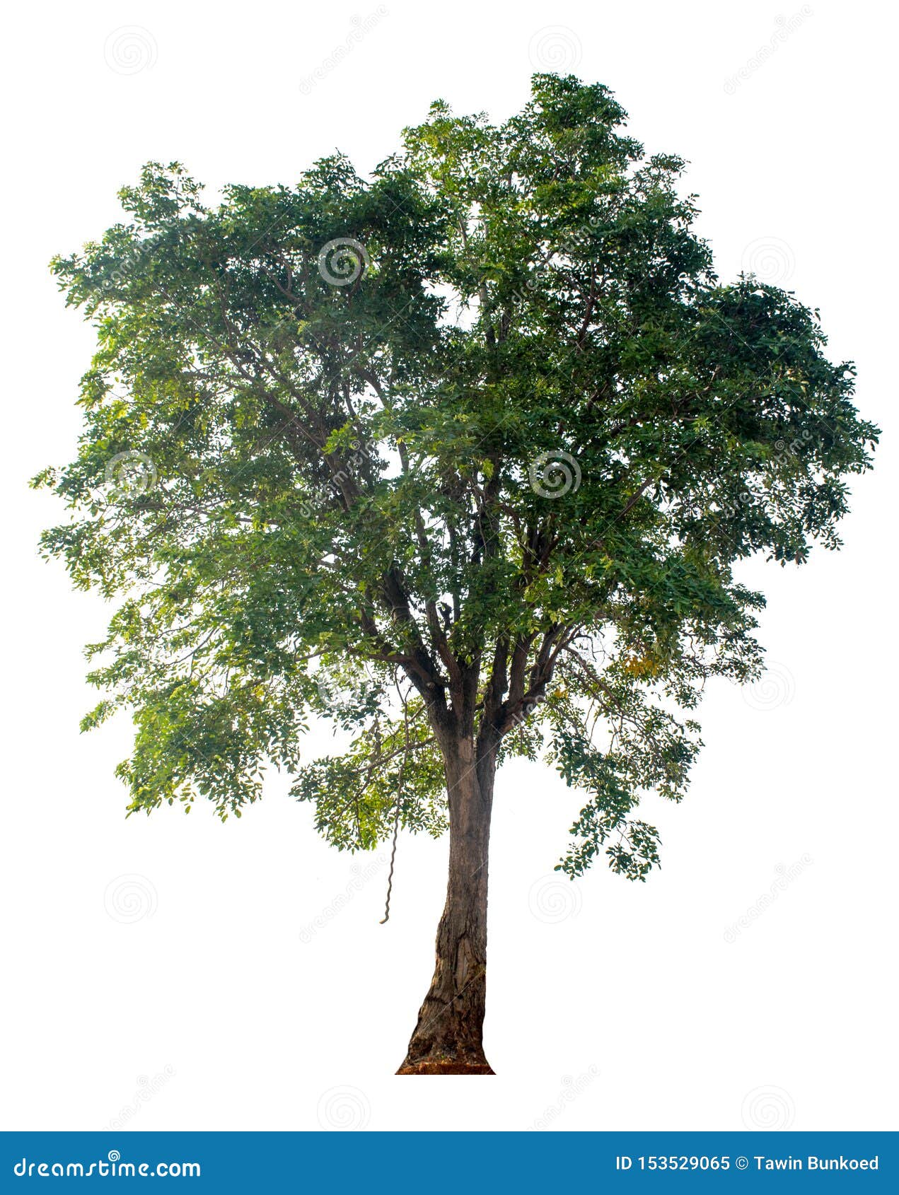 The Tree is Completely Separated from the White Ba Background ...