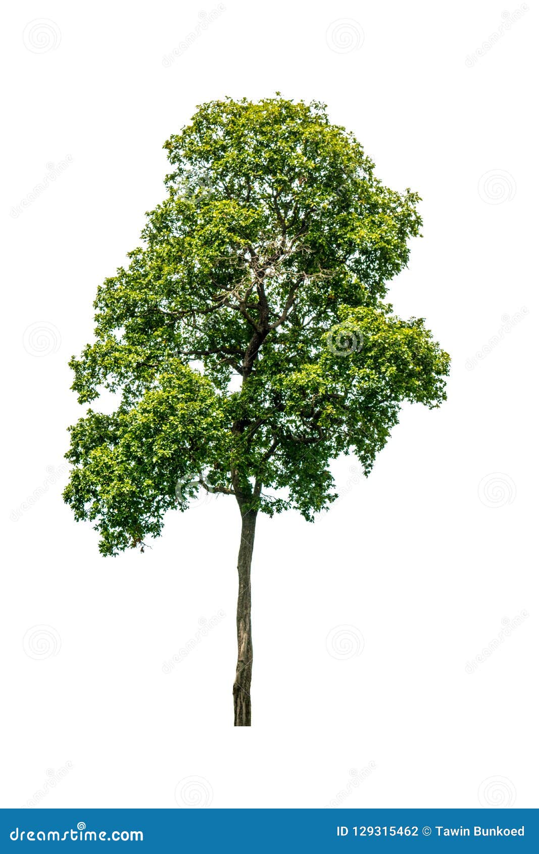 The Tree is Completely Separated from the White Stock Photo - Image of ...