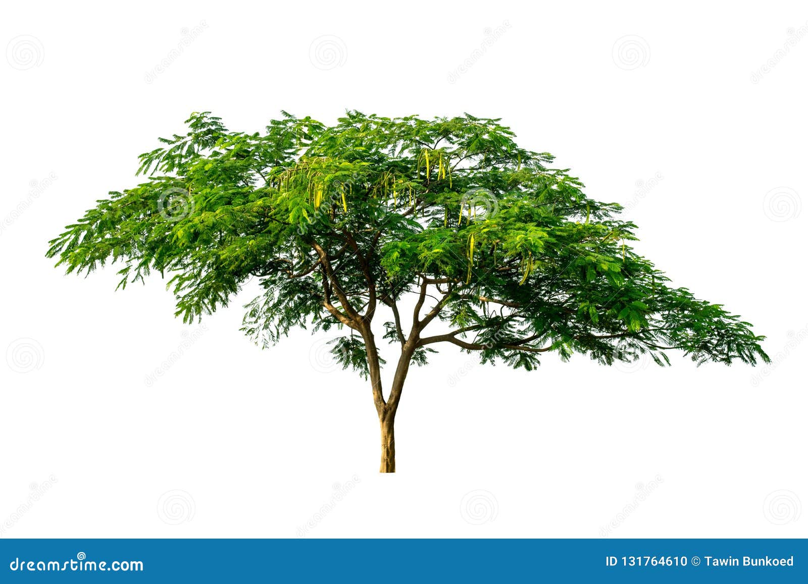 The Tree is Completely Separated from the White Ba Background ...