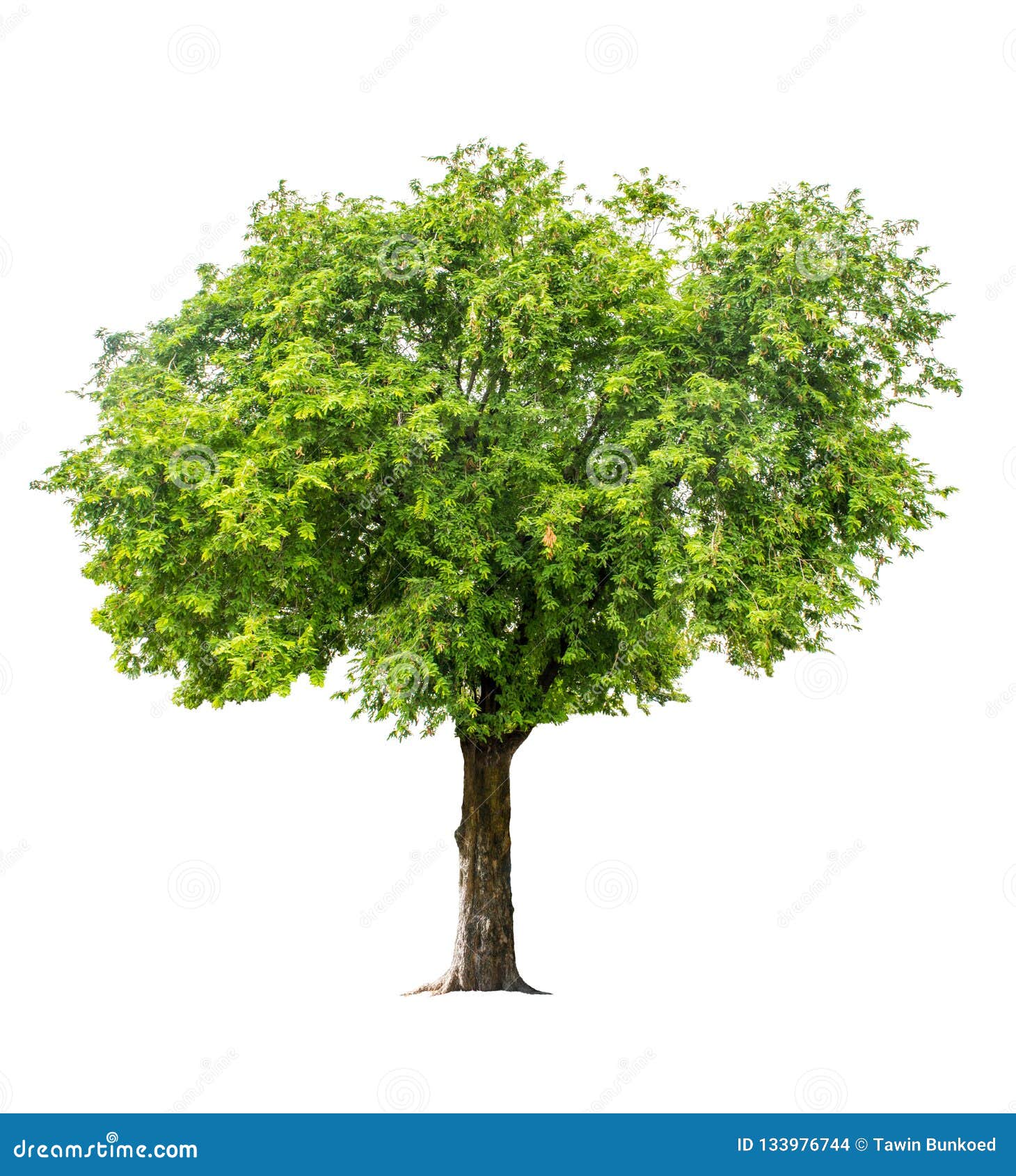 The Tree is Completely Separated from the White Ba Background ...