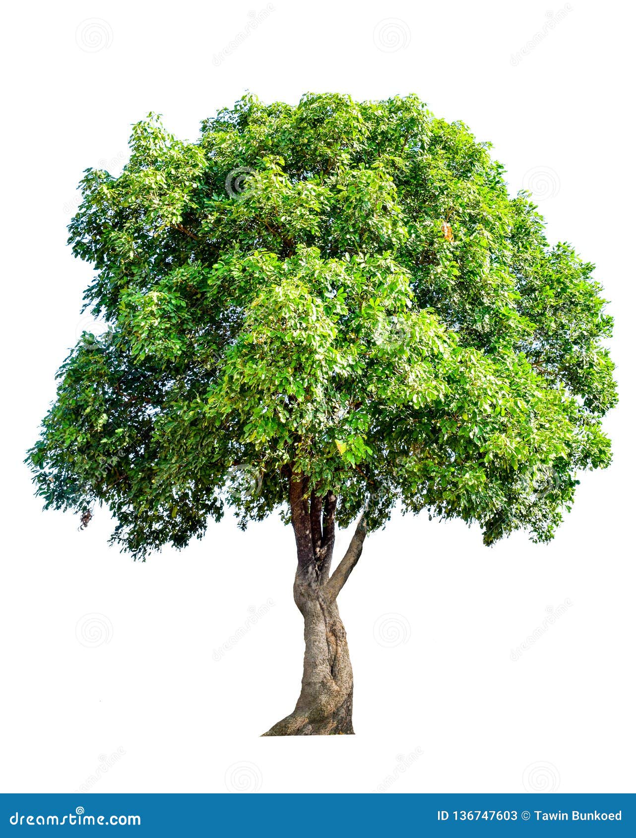 The Tree is Completely Separated from the White Ba Background ...