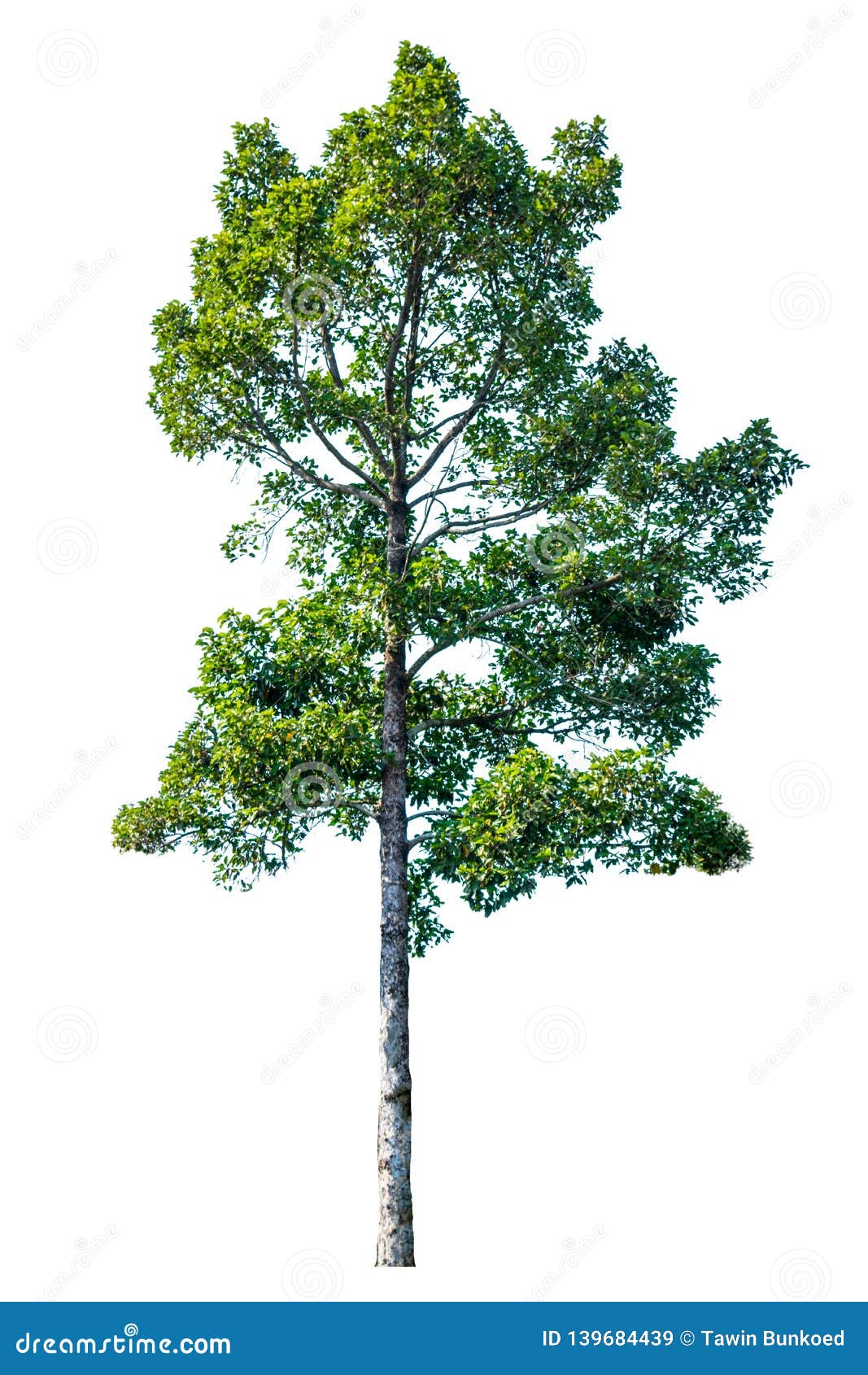 The Tree is Completely Separated from the White Ba Background ...