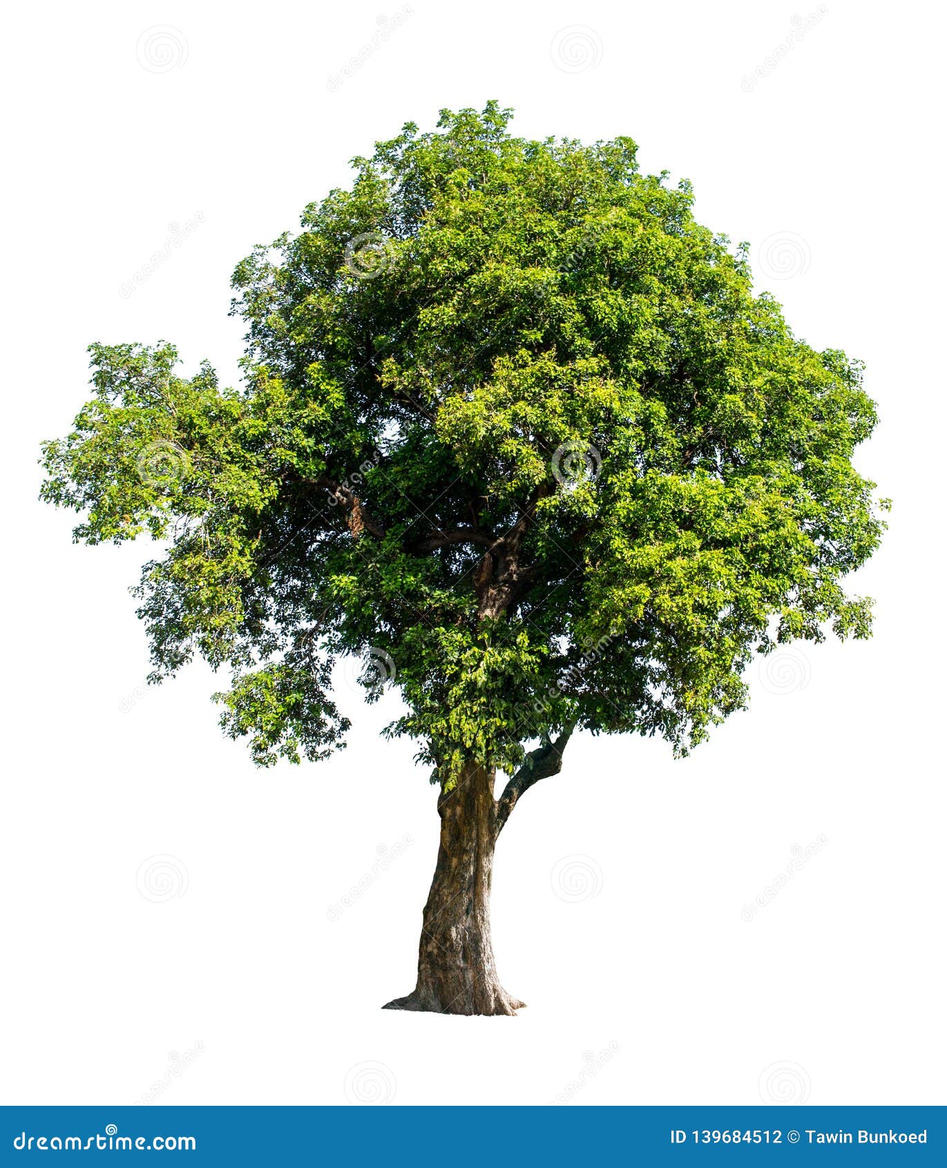 The Tree is Completely Separated from the White Ba Background ...