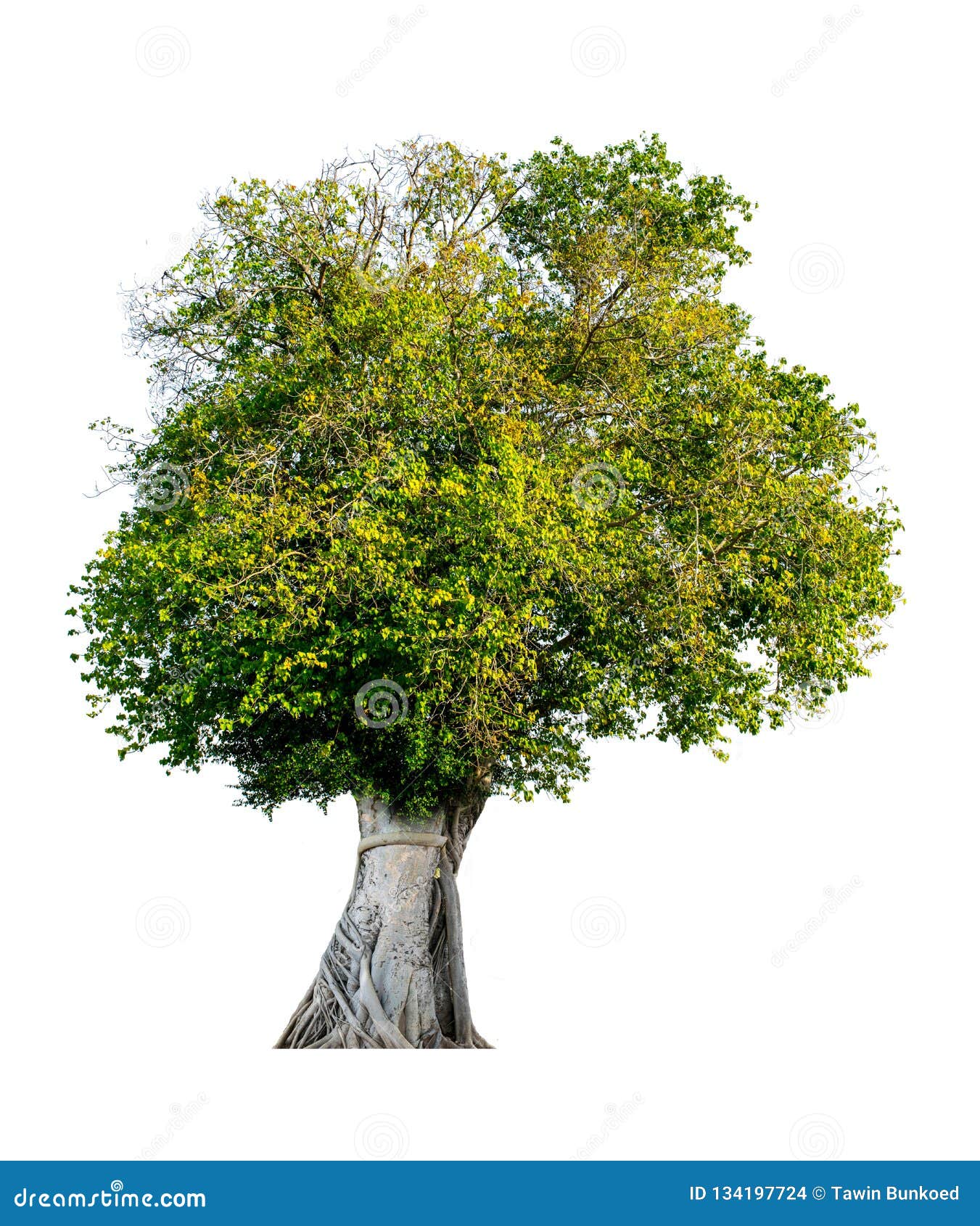 The Tree is Completely Separated from the White Ba Background ...