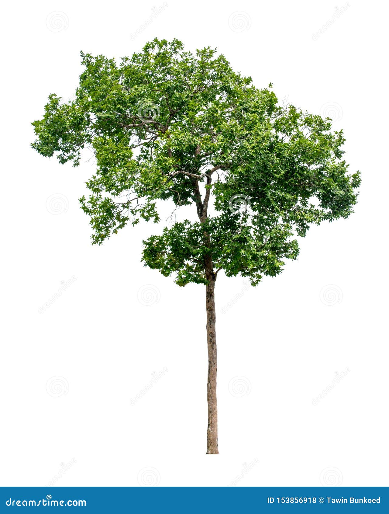 The Tree is Completely Separated from the White Ba Background Stock ...