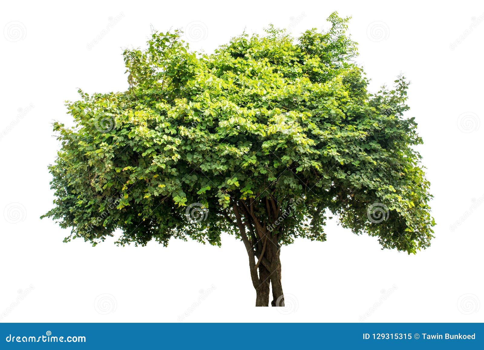 The Tree is Completely Separated from the White Stock Image - Image of ...