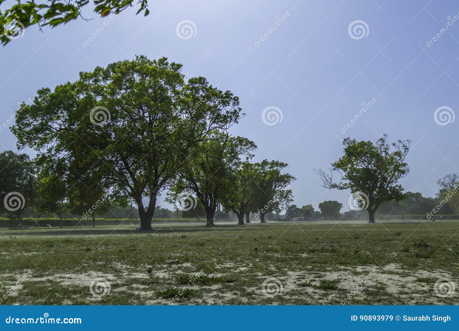 Tree composition stock image. Image of shade, blue, ground - 90893979