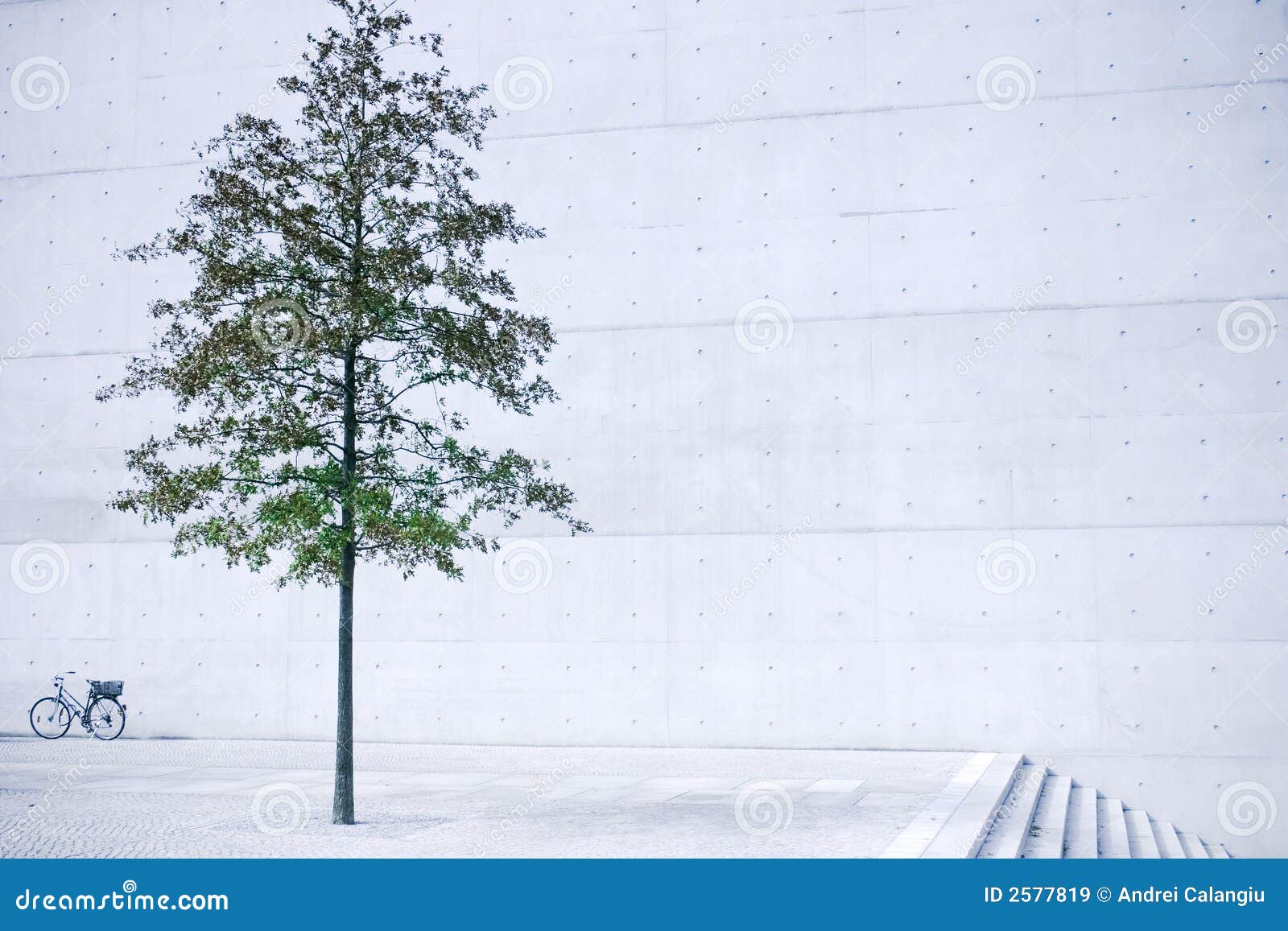 Tree in concrete stock image. Image of white, government - 2577819