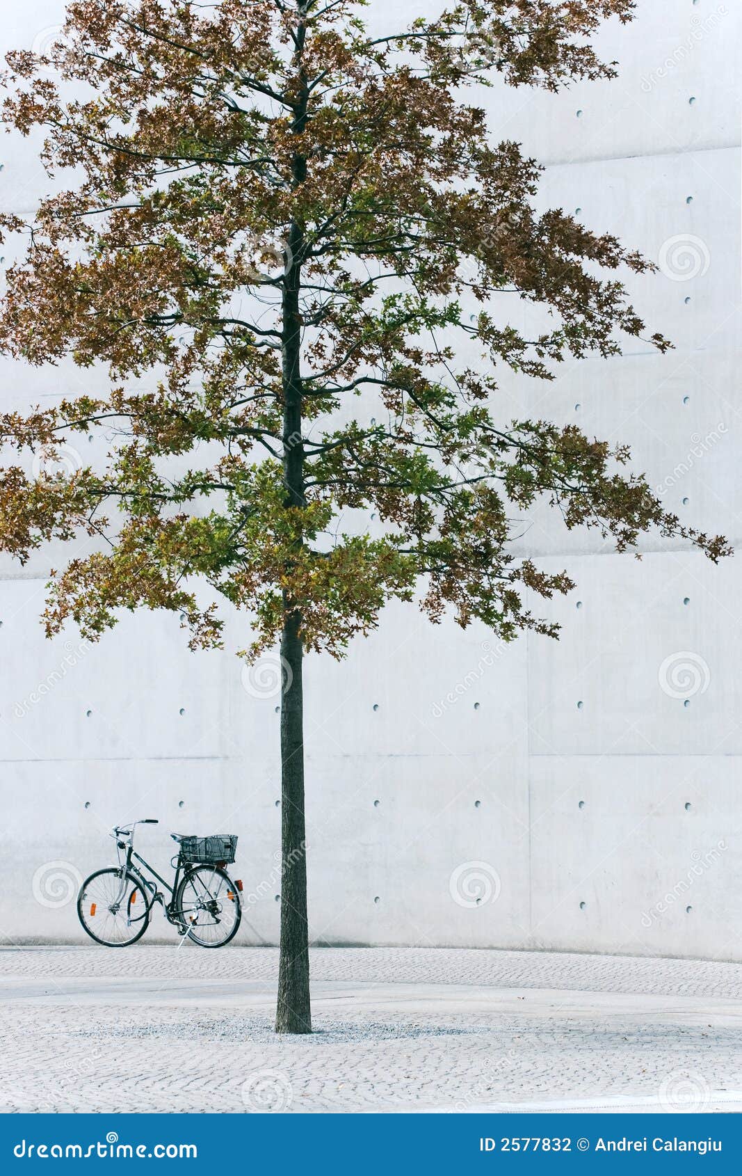 Tree in concrete stock photo. Image of contemporary, commercial - 2577832