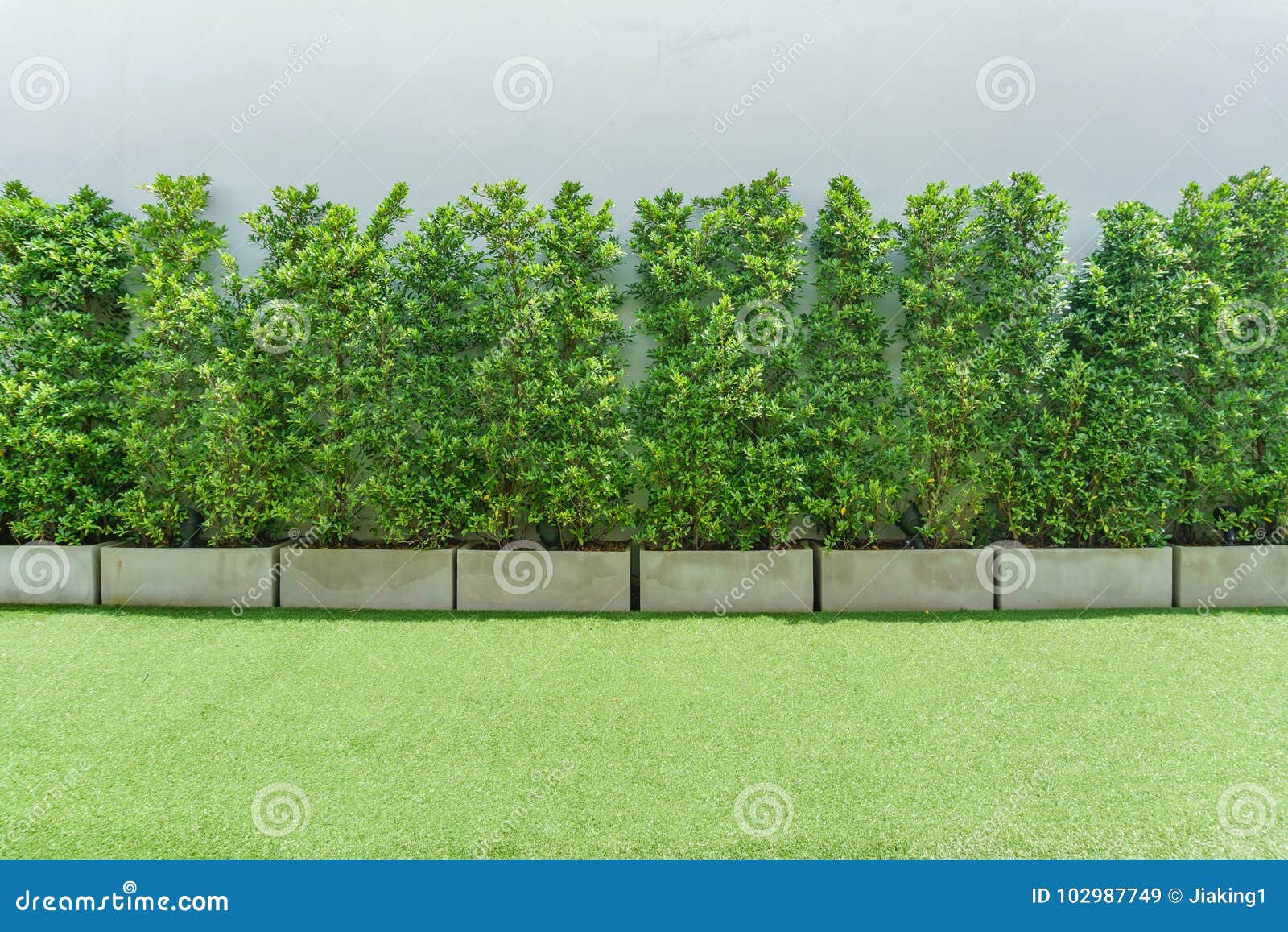 Tree, Concrete Wall and Grass Floor Stock Image - Image of nature ...