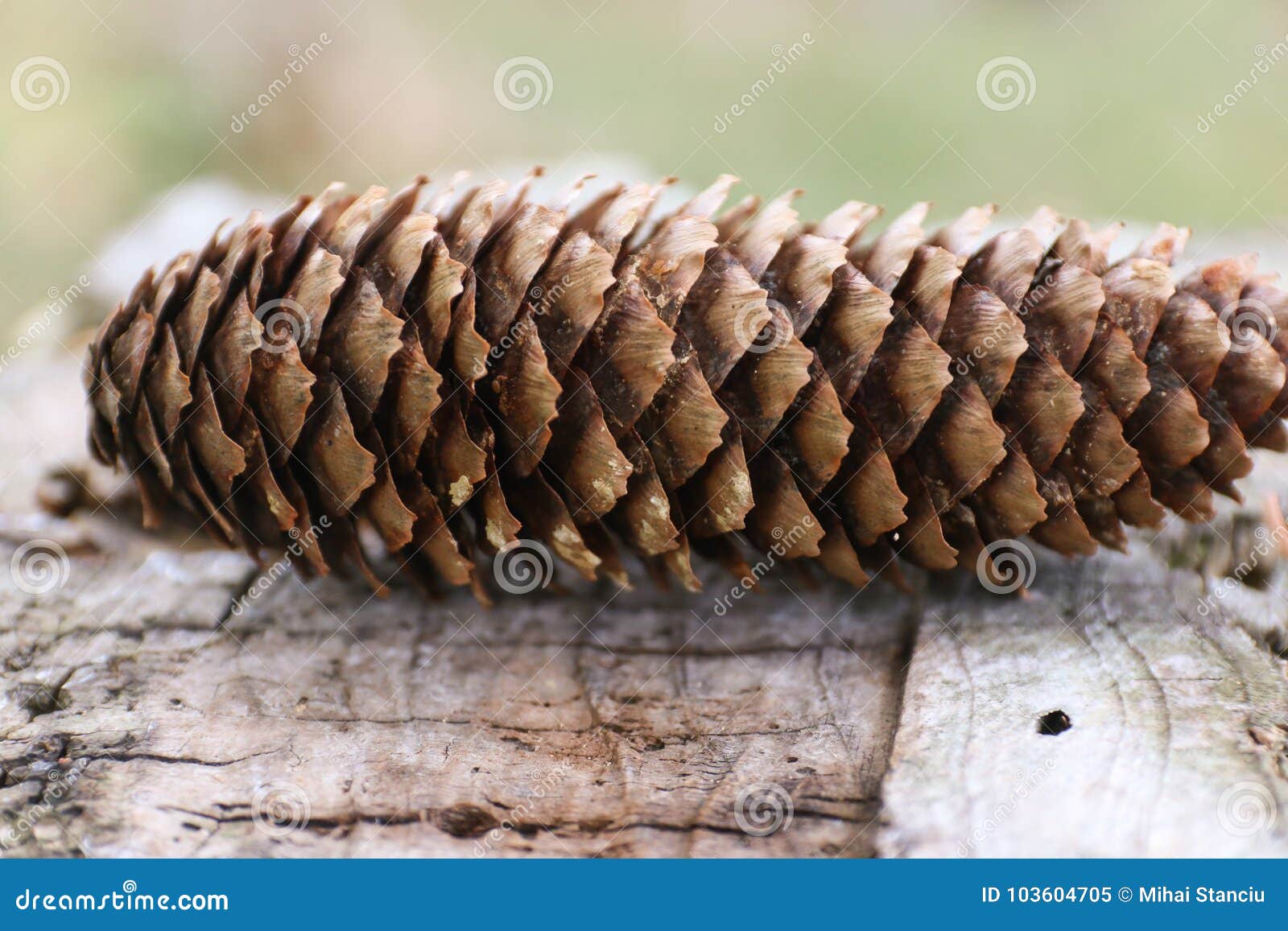 Tree Cone with Scales Textures Stock Image - Image of conifer, december ...