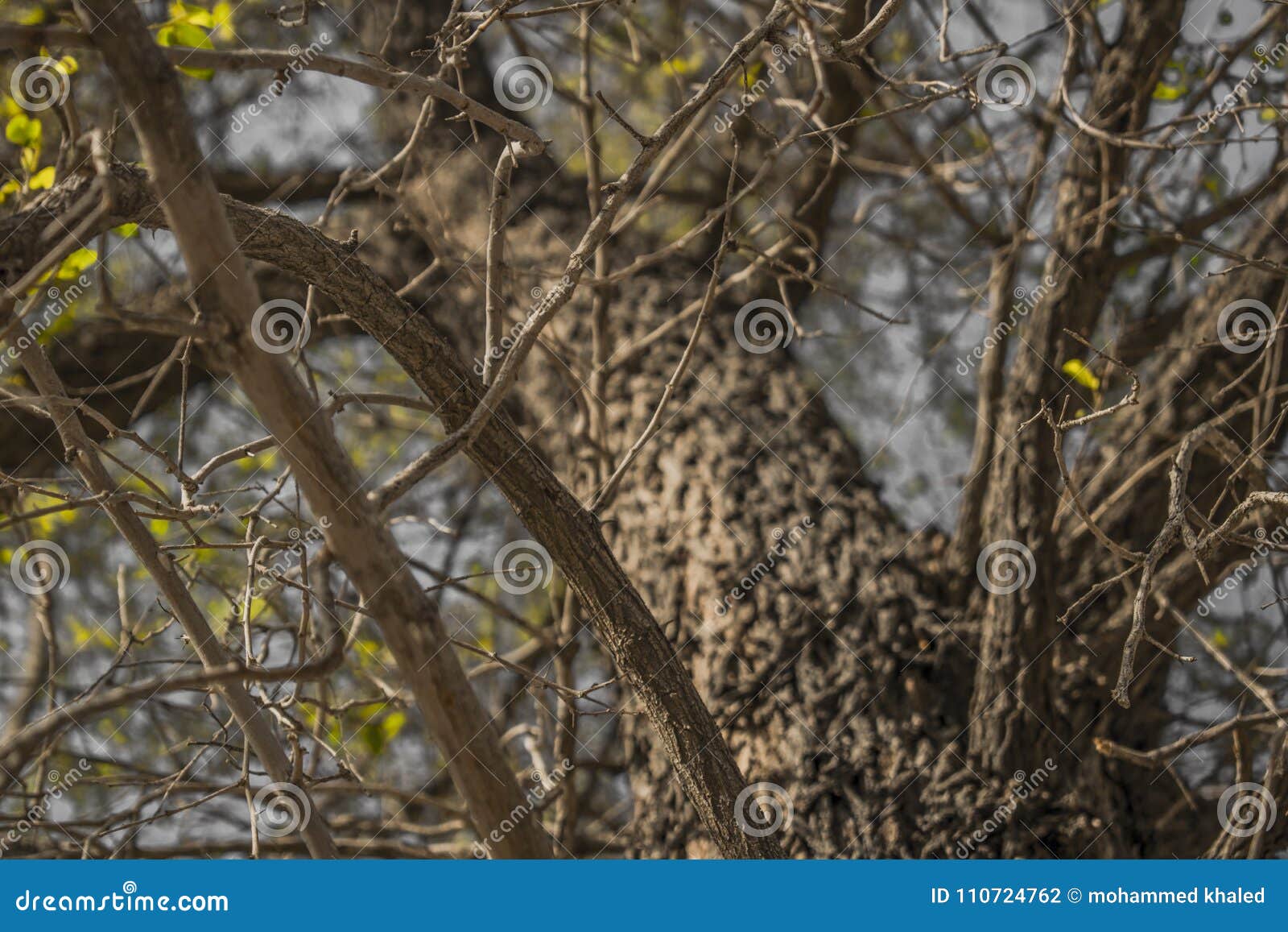 Tree stock photo. Image of tree, branches, society, connected - 110724762