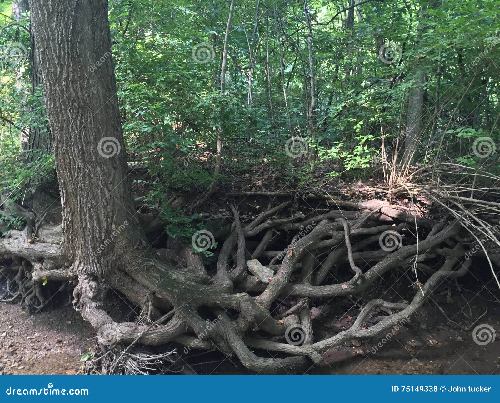 Tree Connection stock photo. Image of waterside, tree - 75149338