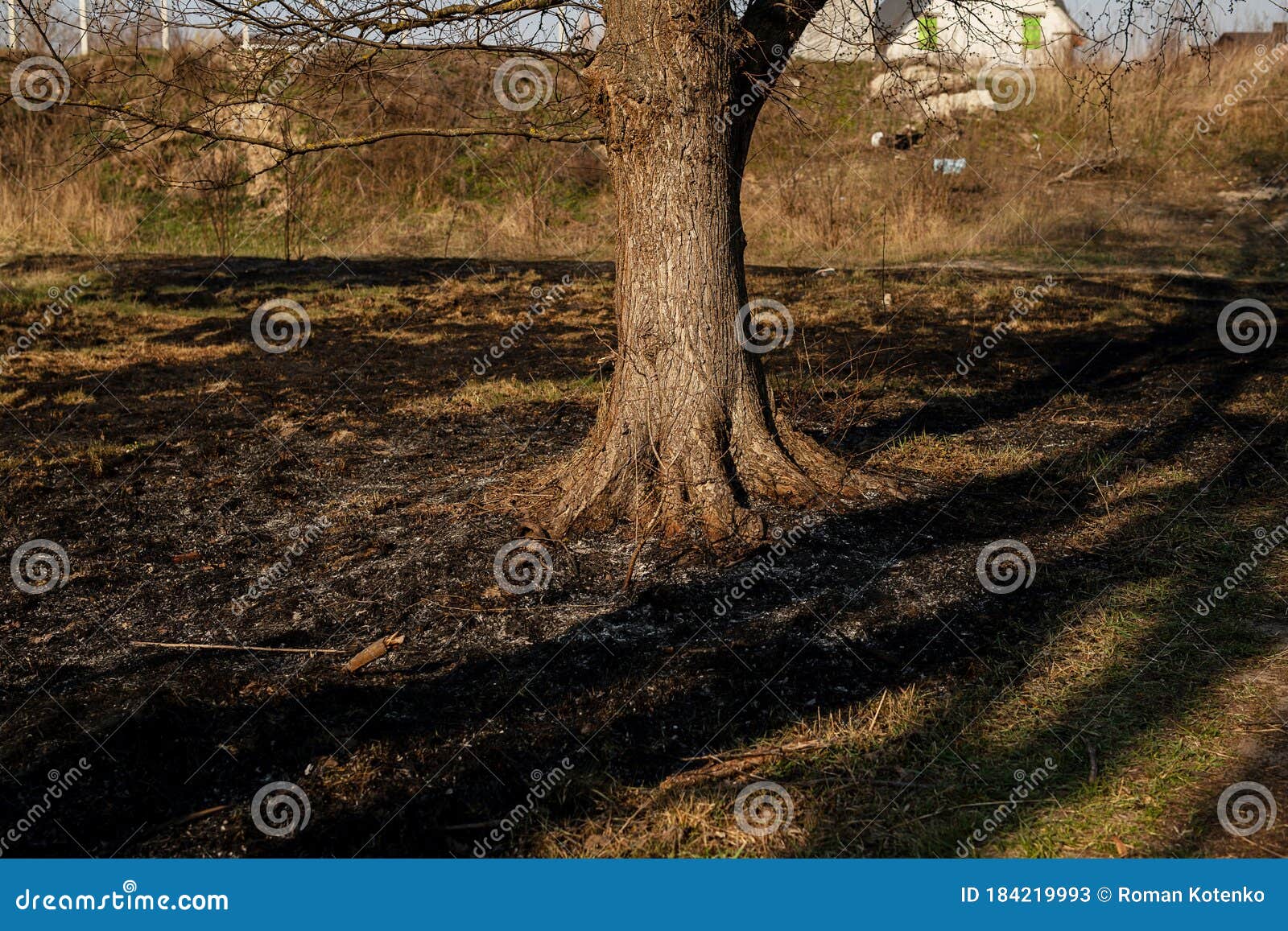 Tree Continue Grow after Severe Fire Damage Stock Image - Image of ...