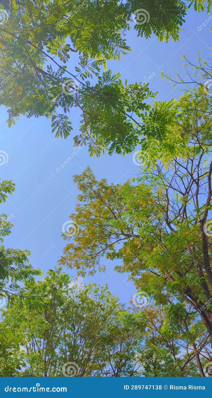 Tree is cool stock photo. Image of soft, leaf, meadow - 289747138