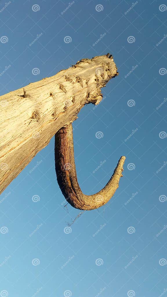 Tree stock photo. Image of tree, cool, weird, branch - 95661212