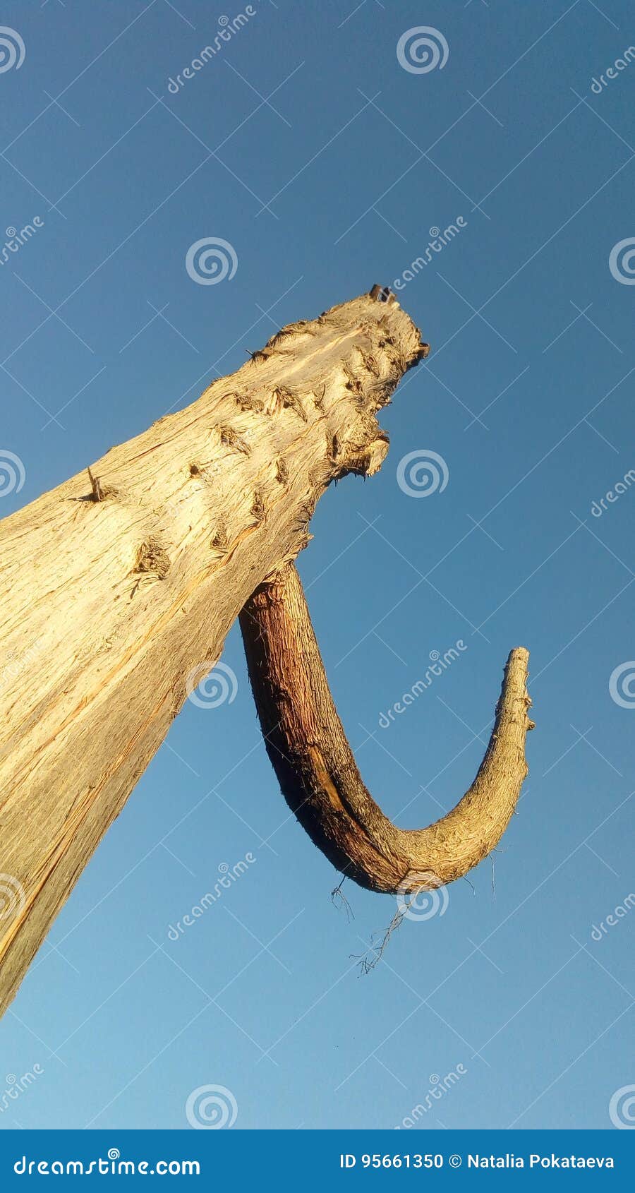 Tree stock photo. Image of weird, tree, cool, branch - 95661350