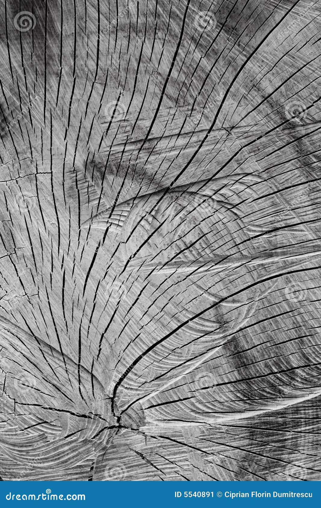 Tree core stock image. Image of stem, detail, bark, abstract - 5540891