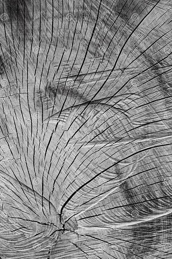 Tree core stock image. Image of stem, detail, bark, abstract - 5540891