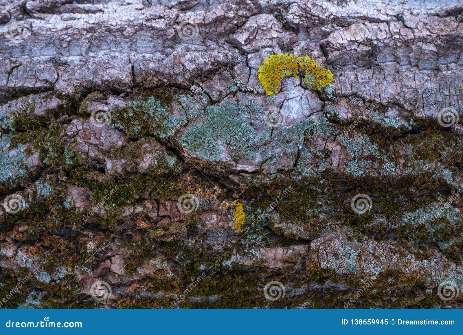 Tree core with moss stock image. Image of nature, dark - 138659945