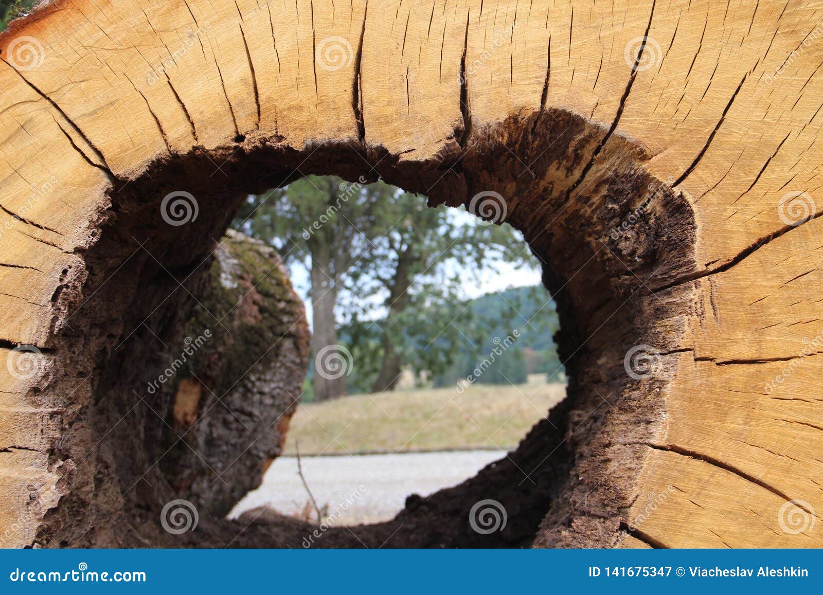 Tree Core Stock Photos - Download 4,596 Royalty Free Photos