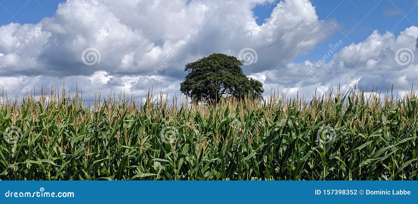 A tree in the corn field stock photo. Image of agriculture - 157398352