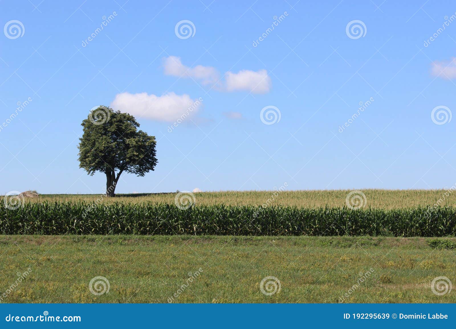 A tree in the corn field stock image. Image of agriculture - 192295639