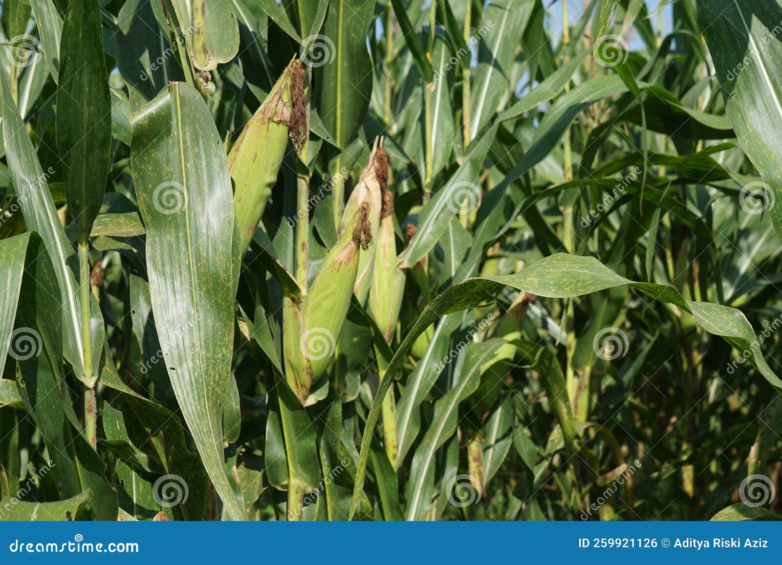 The Tree of Corn the Tree with a Natural Background Stock Photo - Image ...