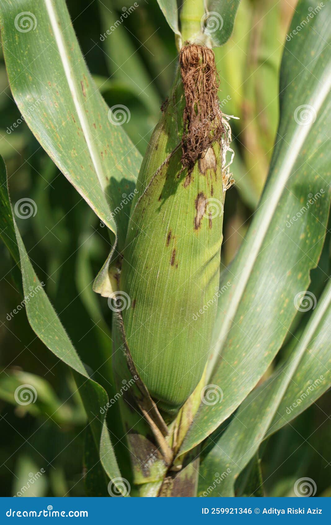 The Tree of Corn the Tree with a Natural Background Stock Photo - Image ...