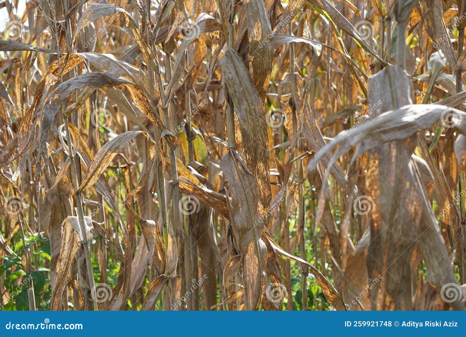 The Tree of Corn the Tree with a Natural Background Stock Photo - Image ...