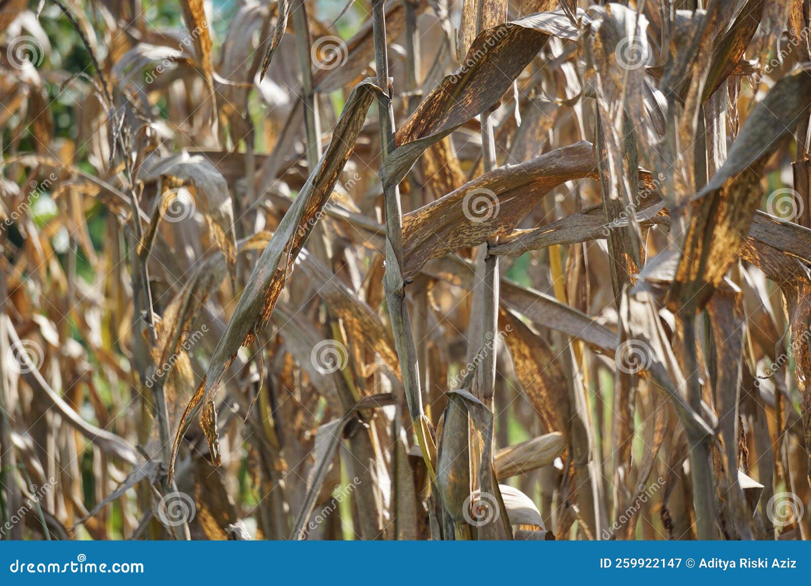 The Tree of Corn the Tree with a Natural Background Stock Image - Image ...