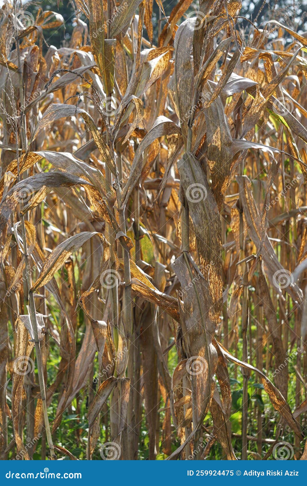 The Tree of Corn the Tree with a Natural Background Stock Image - Image ...