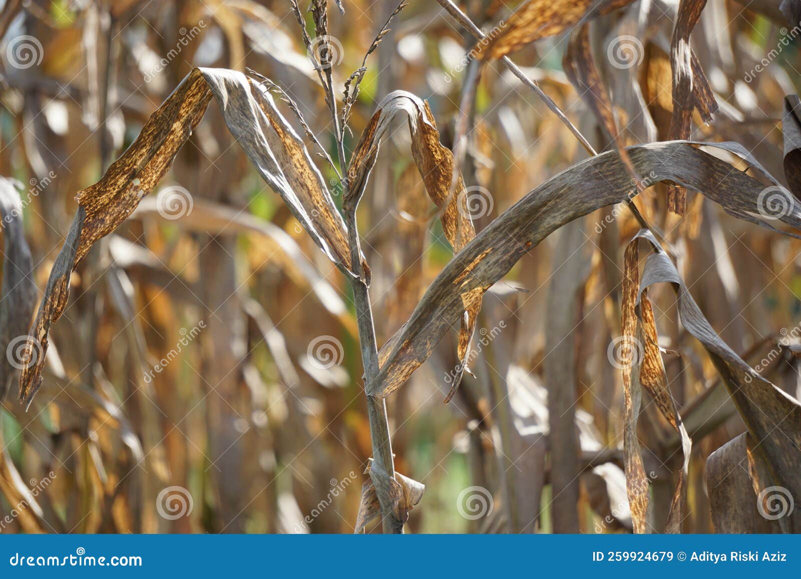 The Tree of Corn the Tree with a Natural Background Stock Image - Image ...
